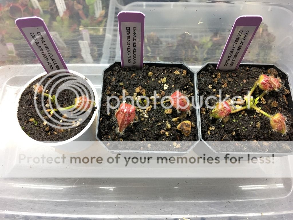 Cephalotus Eden for sale (ebxeb) - FlyTrapCare Forums